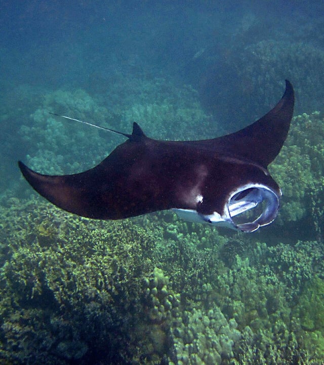manta magic