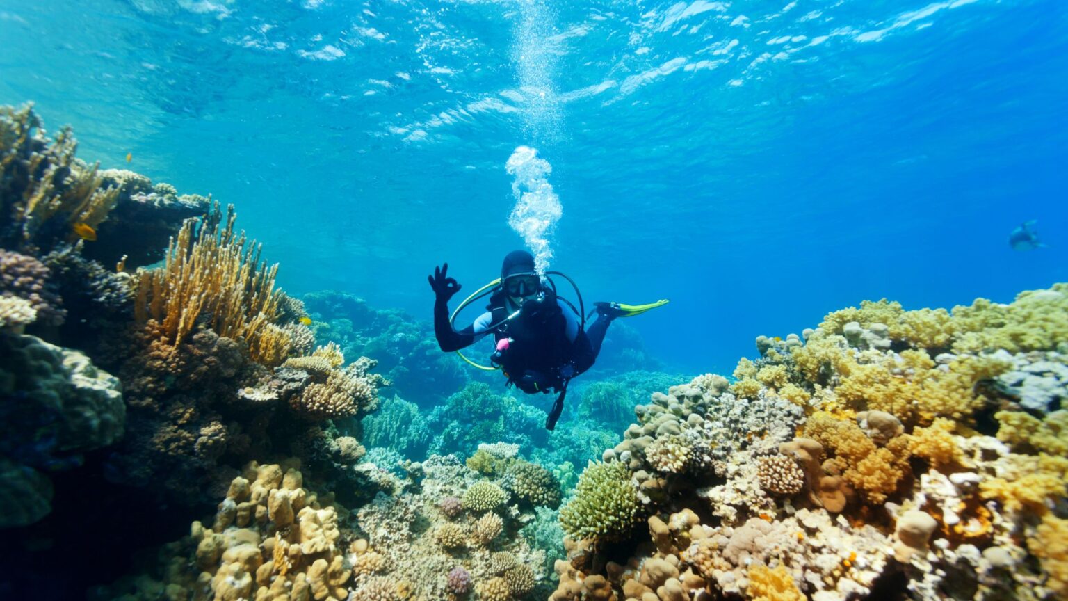 Guide to Scuba Diving for Beginners - Essentials to Get Started