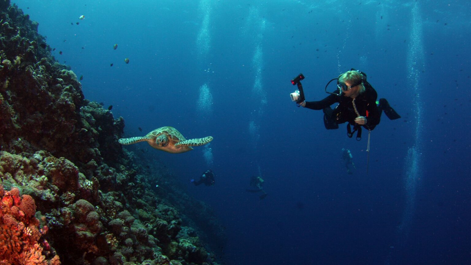 Guide to Scuba Diving for Beginners - Essentials to Get Started