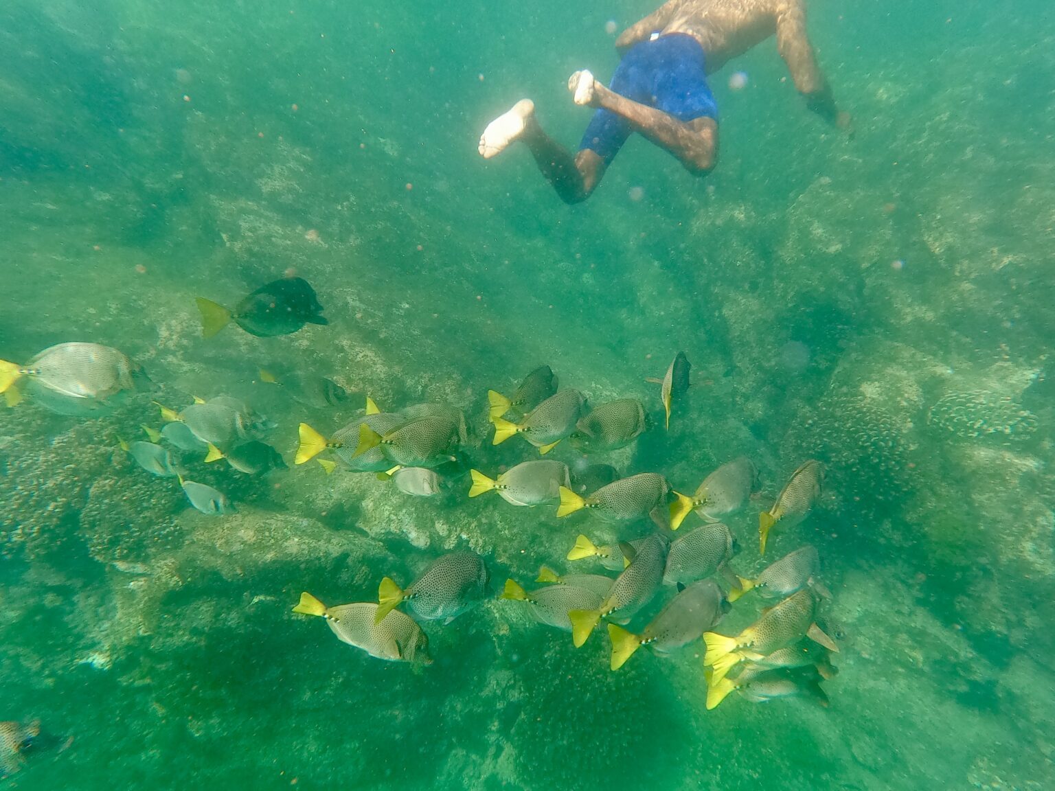 The Best Snorkeling in Cabo (with Map): The World's Aquarium